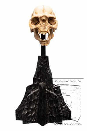 Skull Moria Orc. Weta 4429